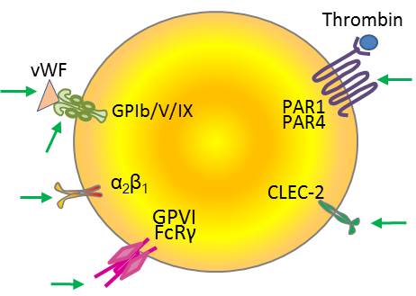 Platelet Aggregation